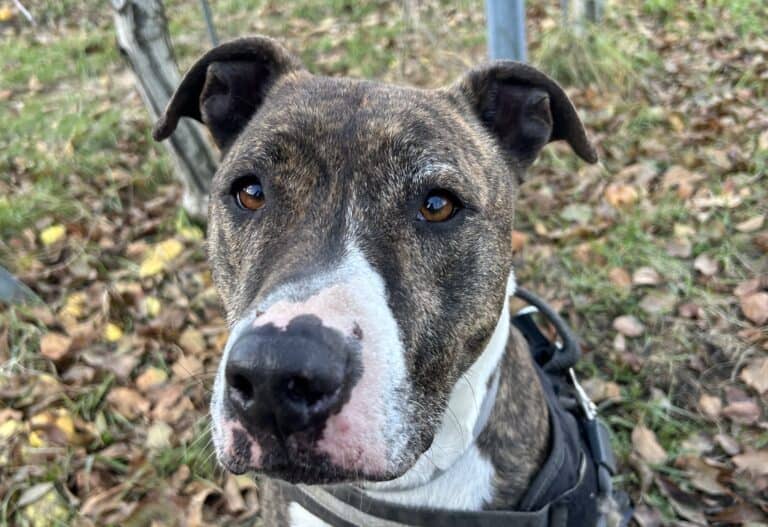 Liste Hunde | Berner Tierschutz